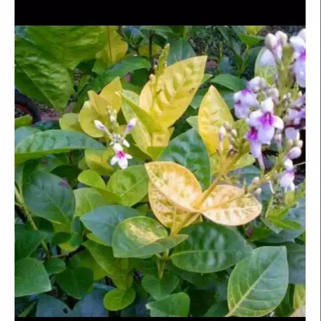 Jual Tanaman hias melati jepang / pohon melati jepang / melati gambir ...