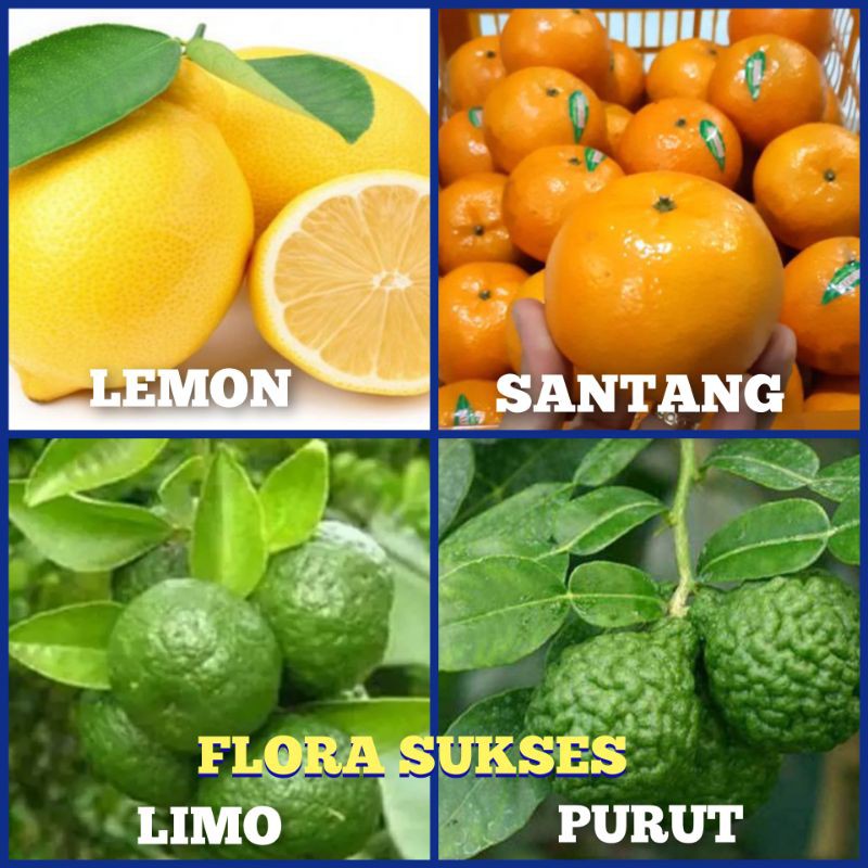 Jual Paket Bibit Jeruk 4 Jenis ( Santang , Lemon , Limo , Purut ...