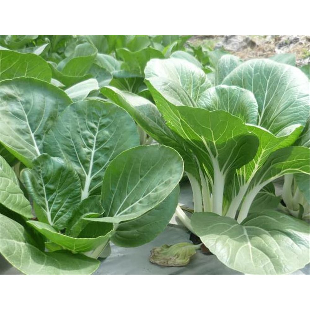 Jual Biji Sayur Pak Choy Vegetable Seed - Benih Tanaman Sayur Pak Choy ...
