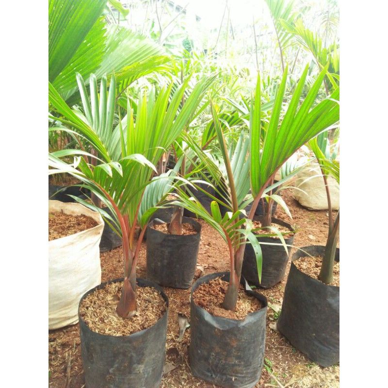 Jual palem botol tinggi 50-60 cm, tanaman hias palem | Shopee Indonesia
