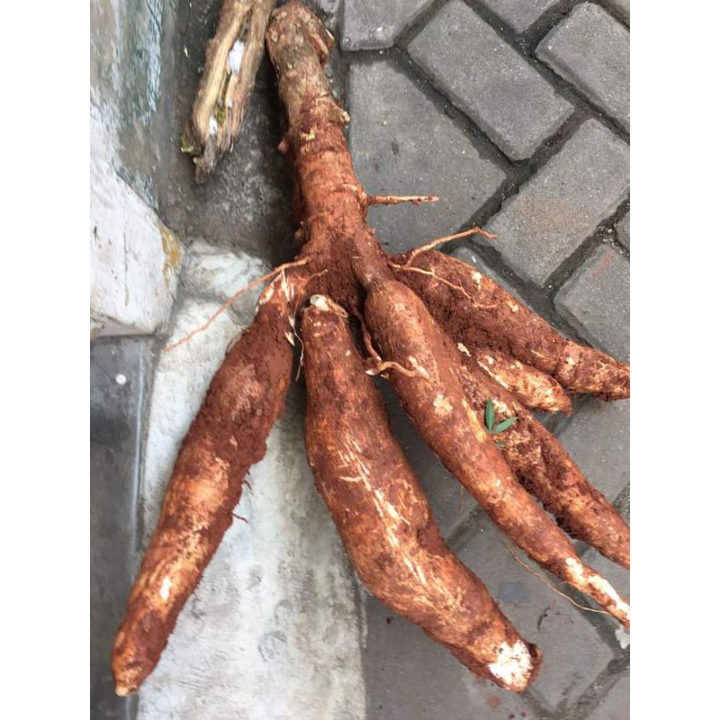 Jual Singkong racun atau singkong genderewo 1kg | Shopee Indonesia
