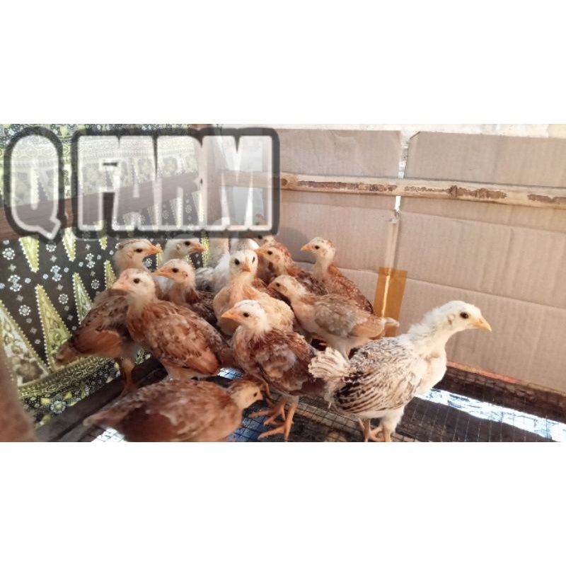 Jual Ayam Elba Terlengkap & Harga Terbaru Juni 2026 | Shopee Indonesia