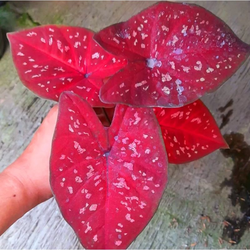 Jual Caladium DOH / bunga keladi / tanaman hias keladi murah / tanaman ...
