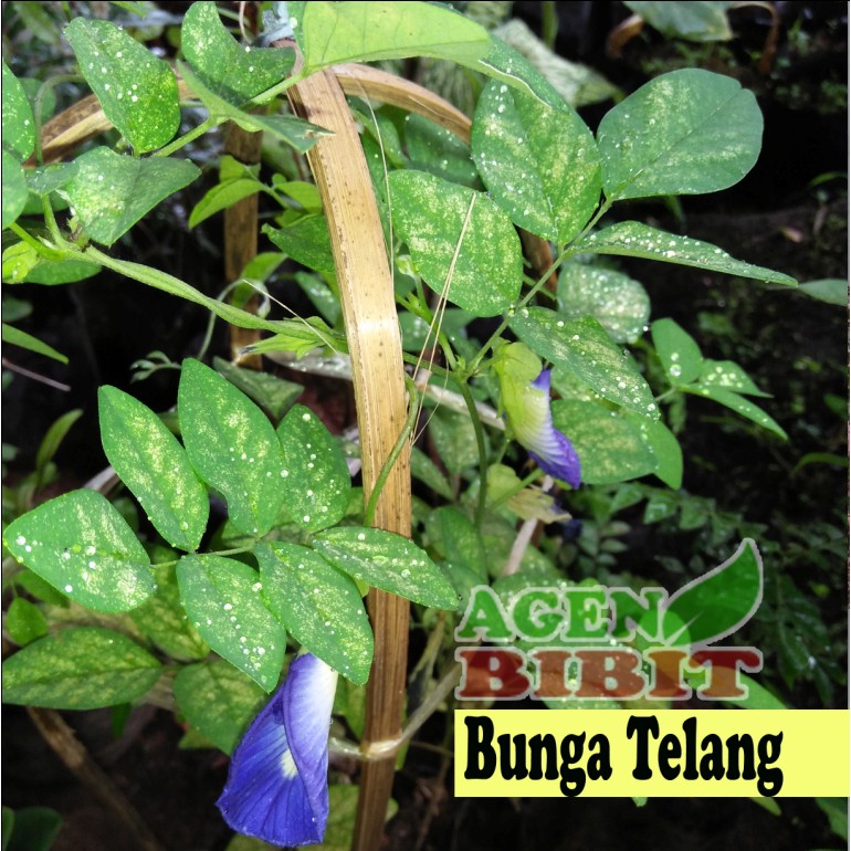 Jual Bibit Tanaman Kembang Telong - Pohon Bunga Telang - Teleng Tanaman ...