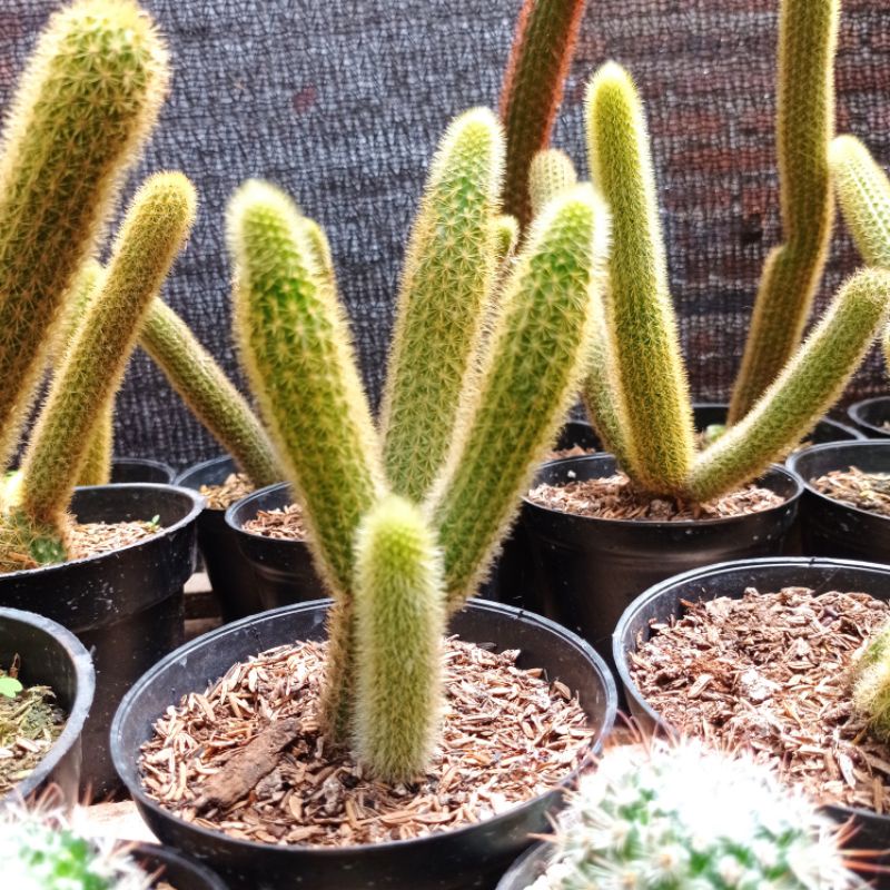 Jual kaktus ekor tupai kuning ukuran besar + gratis pot | Shopee Indonesia