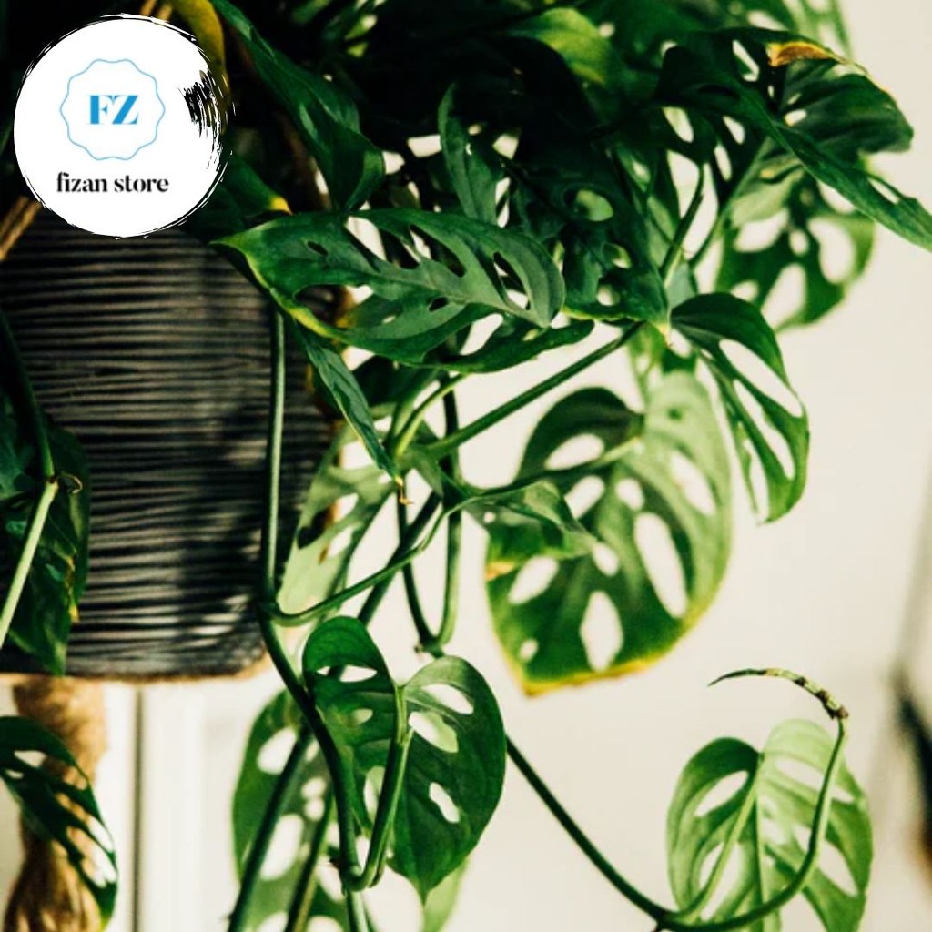 Jual Monstera Adansonii Tanaman Hias Bunga Monstera Janda Bolong [PO ...