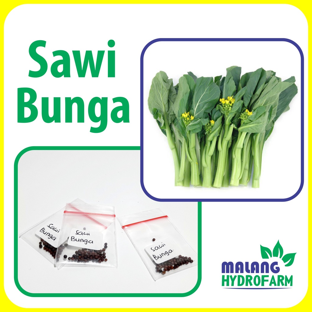 Jual Benih Sawi Bunga Unggulan berkualitas biji bibit hydroponik ...