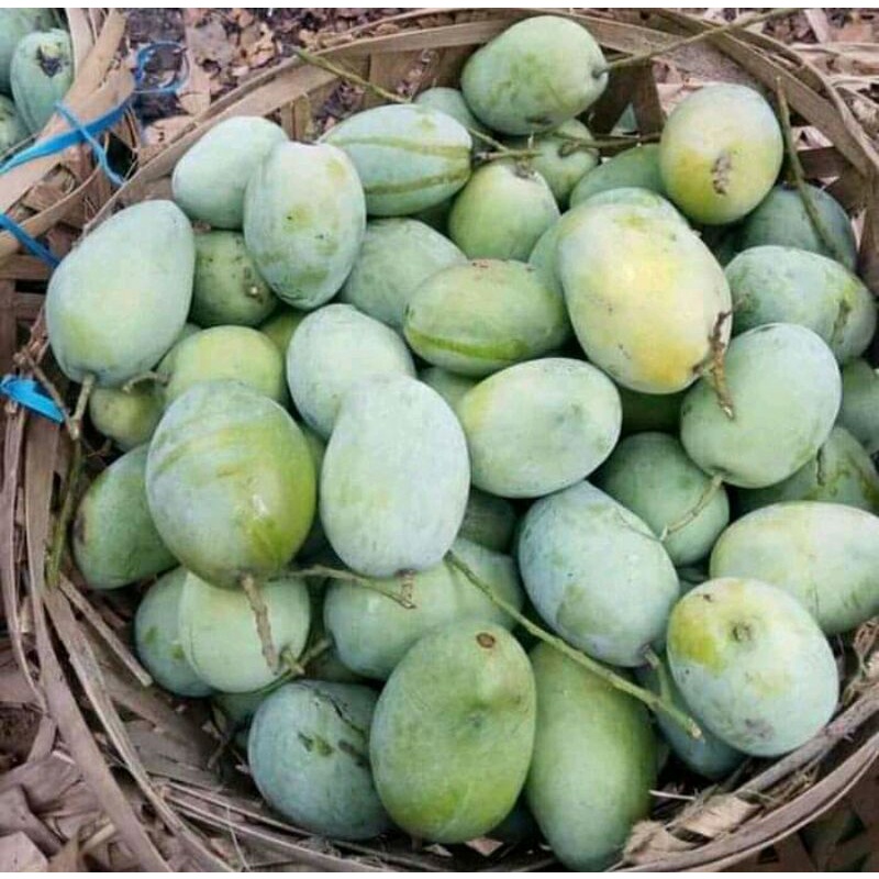 Jual Mangga mangkel mangga muda indramayu | Shopee Indonesia