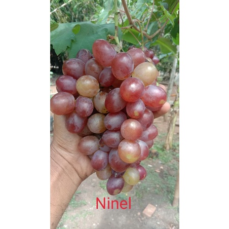 Jual BIBIT anggur NINEL valid 100% pic dari kebun sendiri | Shopee ...