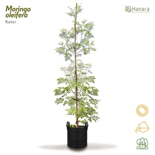 Produk Hanara Nurseries | Shopee Indonesia