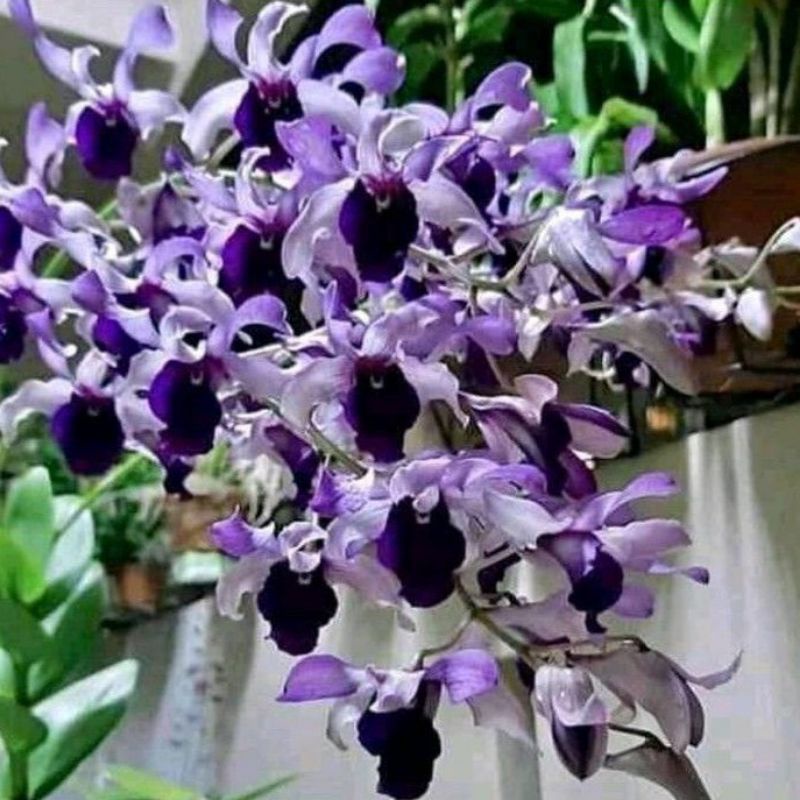 Jual ANGGREK DENDROBIUM INDONESIARAYA BLUE-sudah Knop/Spike-DENDROBIUM ...