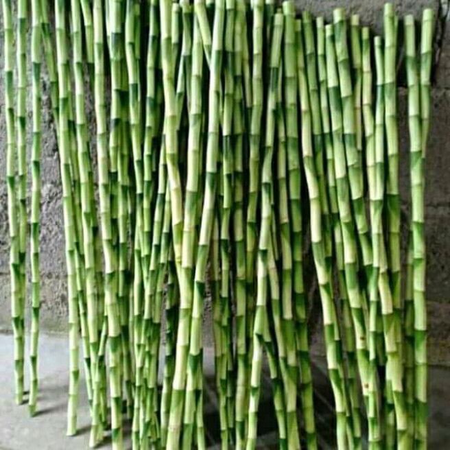 Jual pohon bambu hoky/sri rejeki(25 batang tinggi rata" 30cm) | Shopee ...