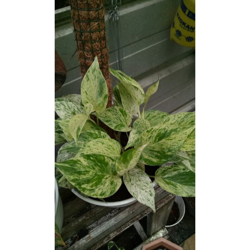 Jual Sirih - Pothos Marble | Shopee Indonesia