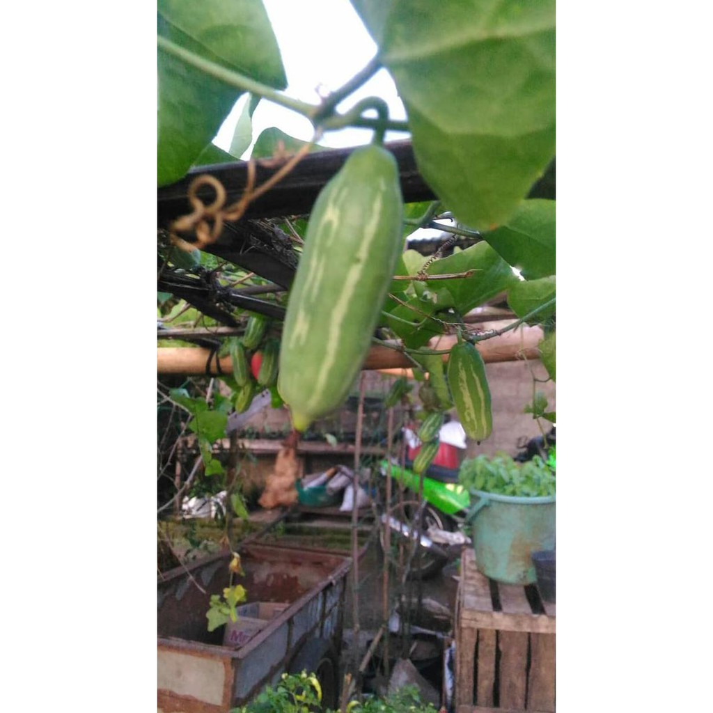 Jual Tr1M Bibit Timun Padang / Timun Tikus / Mentimun / Buah Coccinia ...