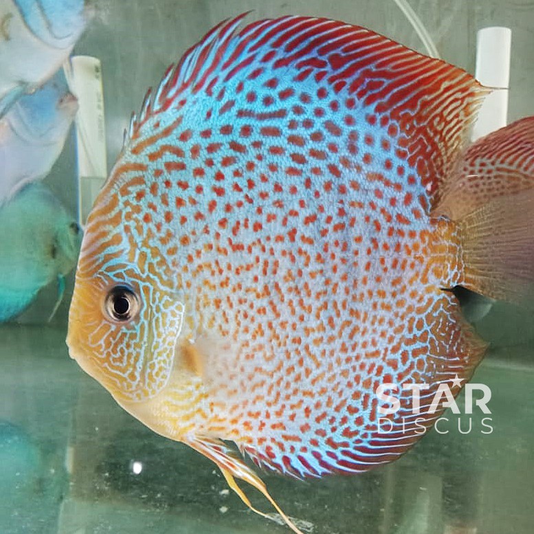 Jual Indukan - Discus Leopard Snake Skin 5 inch (-) | Shopee Indonesia