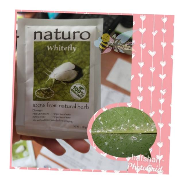 Jual NATURO Whitefly/ BOMBER Pembasmi Kutu kebul Bemisia Tabaci Kutu ...