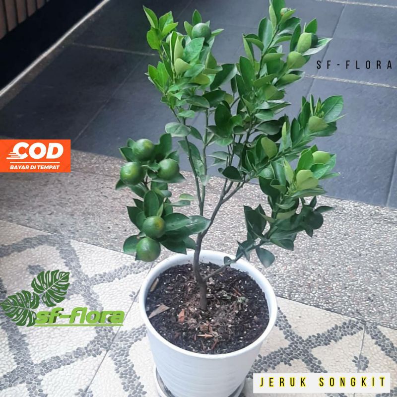 Jual tanaman buah jeruk songkit ( kasturi )jeruk songkit | Shopee Indonesia