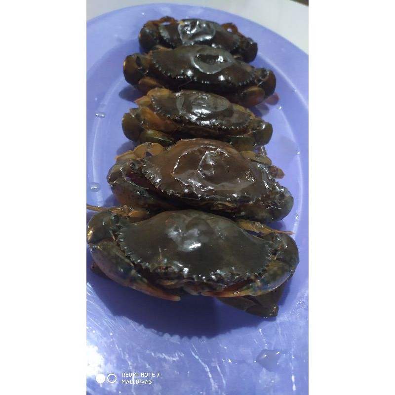 Jual kepiting soka 500gr | Shopee Indonesia