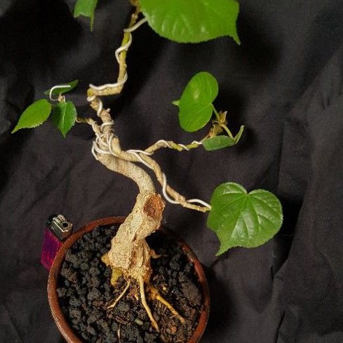 Jual BONSAI WARU MERAH | Shopee Indonesia