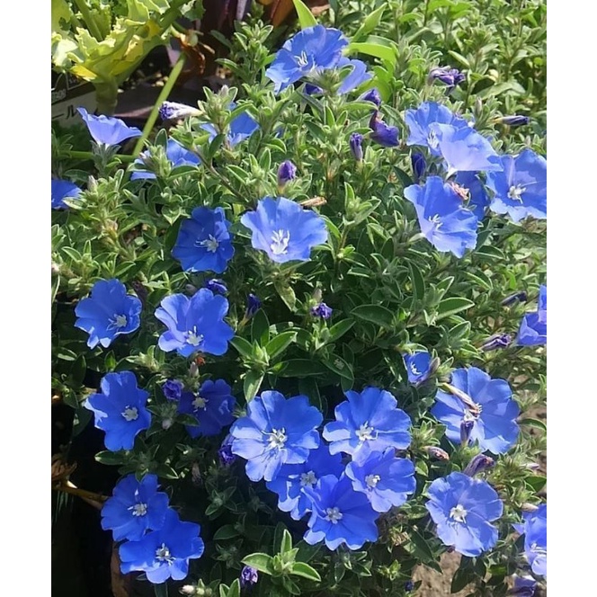 Jual Bunga Blue eye / mata biru ( evolvulus glomeratus ) | Shopee Indonesia