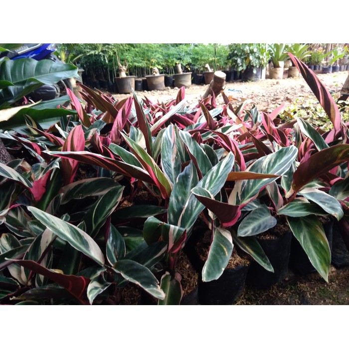 Jual Tanaman hias maranti | maranti bali | pohon maranta merah | Shopee ...
