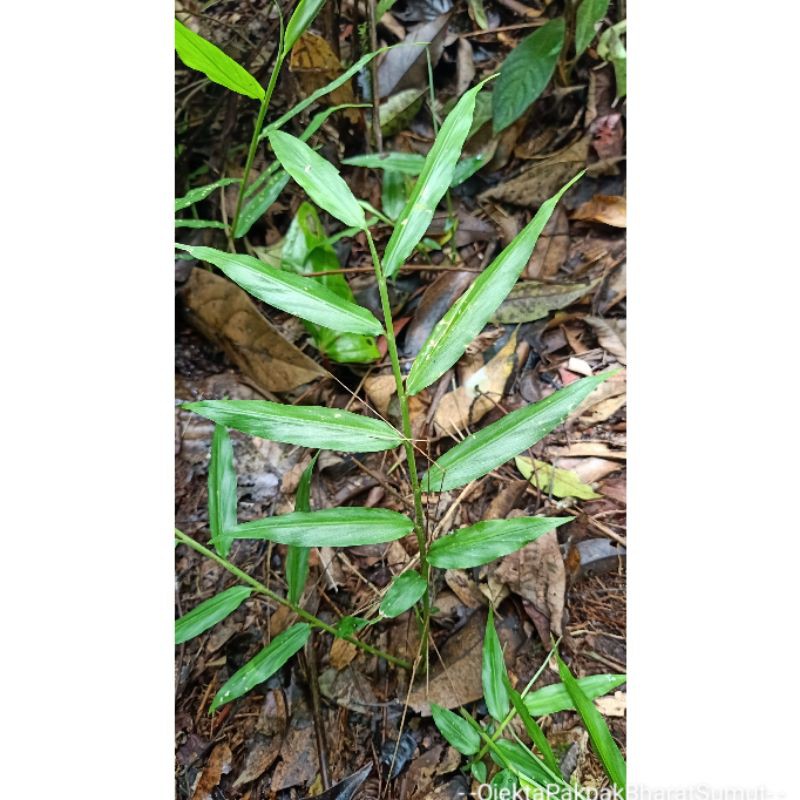 Jual Tanaman Hutan Jahe Hutan Zingiber Forest Simsim Jahe-jahean Hutan ...