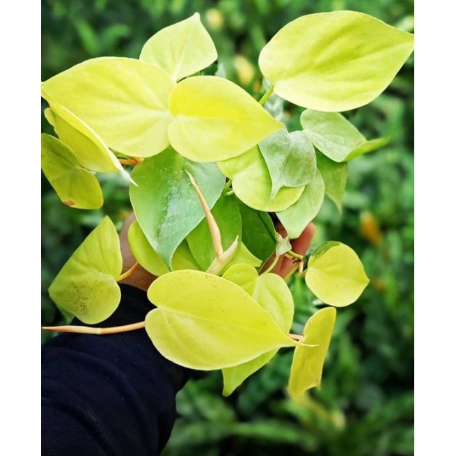 Jual pohon sirih gading kuning-sirih lemon | Shopee Indonesia