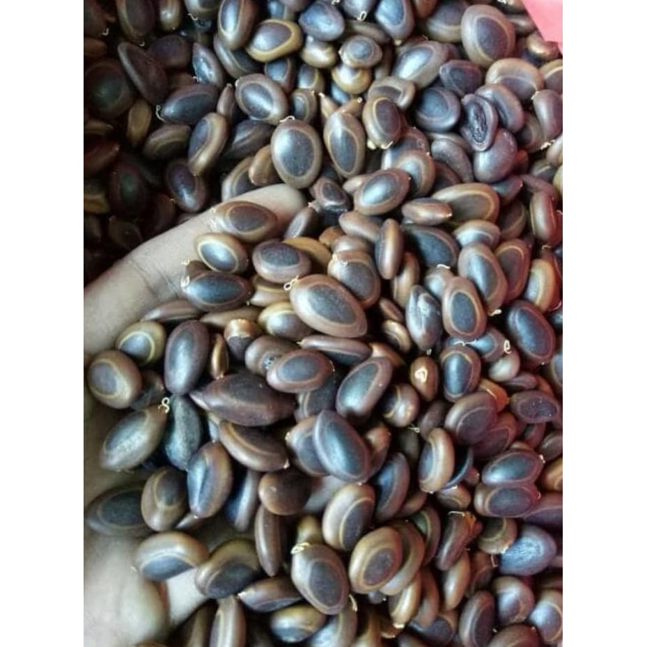 Jual pde ready 5 ons benih biji pohon sengon buto bibit / biji / benih ... Jual pde ready 5 ons benih biji pohon sengon buto bibit / biji / benih ...