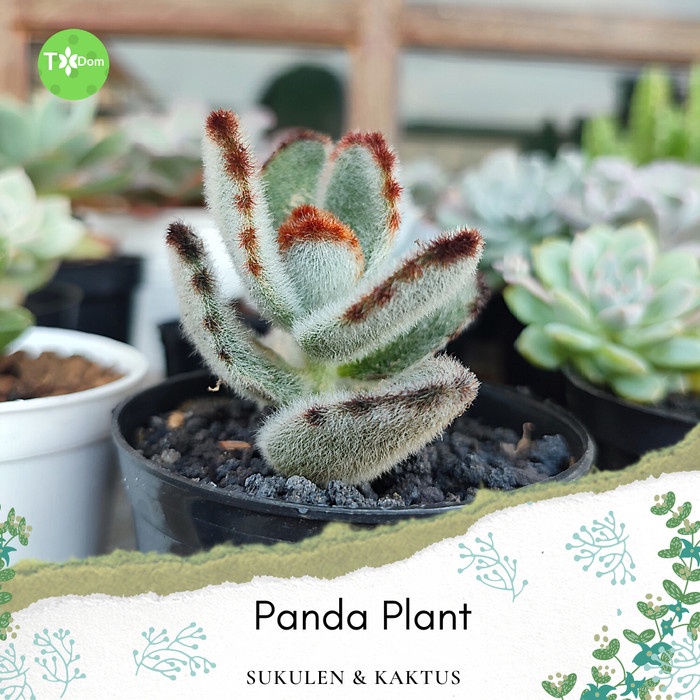 Jual Kalanchoe tomentosa - Panda Plant,tanaman hias berbulu kaktus ...