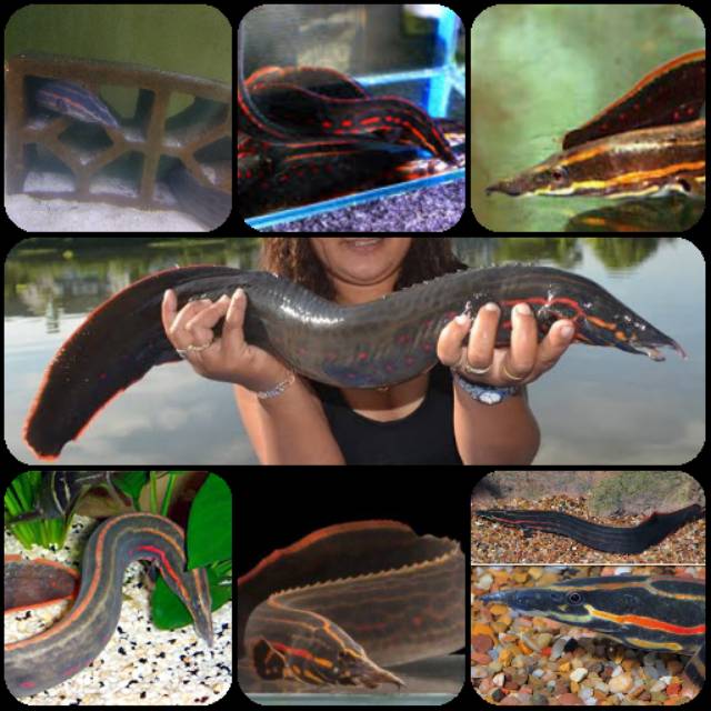 Jual Ikan sili api/ fire eel untuk aquarium | Shopee Indonesia