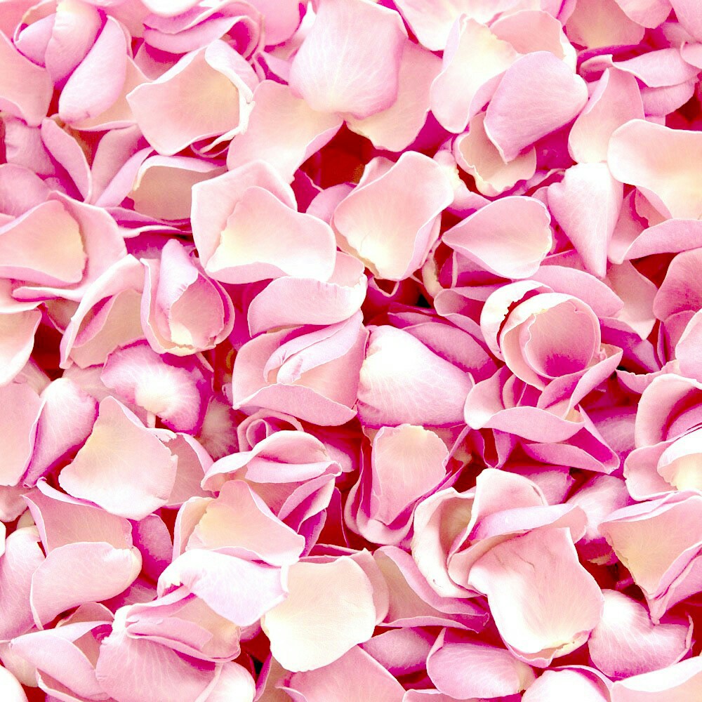 Jual KELOPAK BUNGA MAWAR ASLI ROSE PETAL PINK SIRAMAN HIASAN TABUR ...