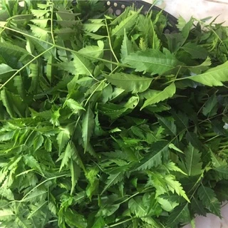 Jual Daun Mimba Terlengkap & Harga Terbaru Maret 2025 | Shopee Indonesia