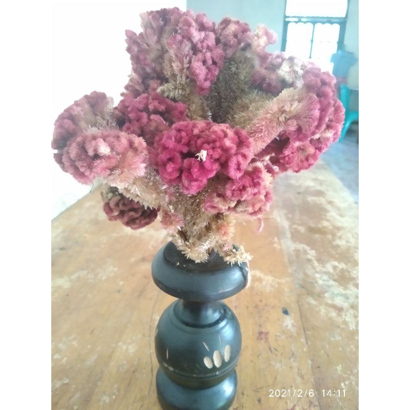 Jual Bunga kering Jengger ayam ukuran jumbo besar | Shopee Indonesia