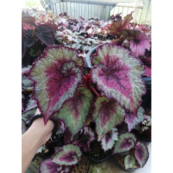 Jual Tanaman Hias Begonia Keong Maroon | Shopee Indonesia