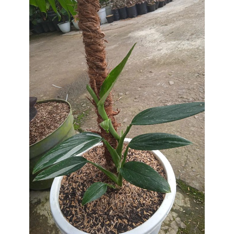 Jual Monstera Standliyana varigata putih | Shopee Indonesia