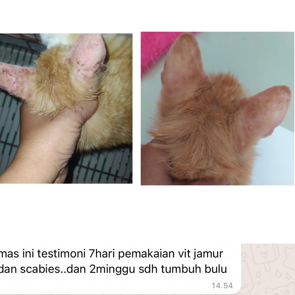 Jual Update - Vitamin Kucing Jamuran & Scabies | Shopee Indonesia