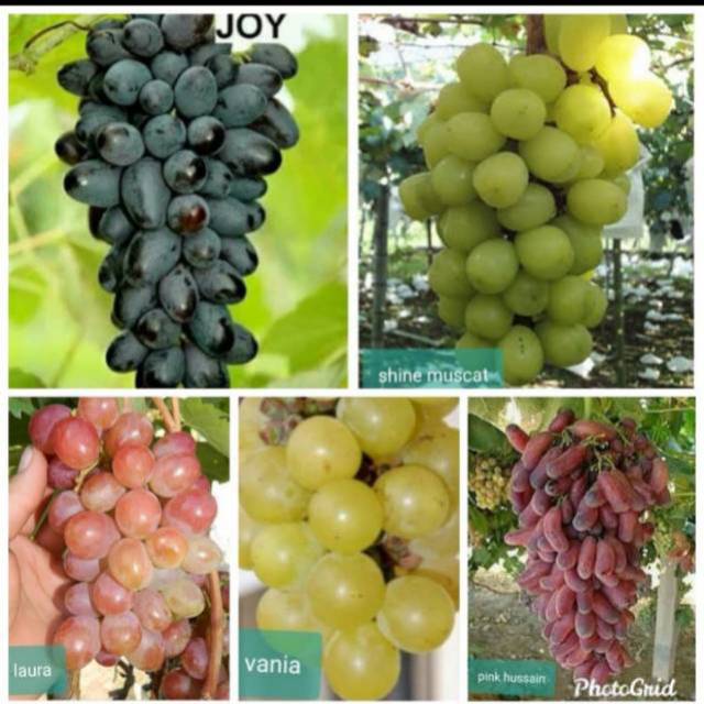Jual Harga Spesial, Paket Hemat 4 Jenis Anggur Import Jupiter, Joy DLL ...