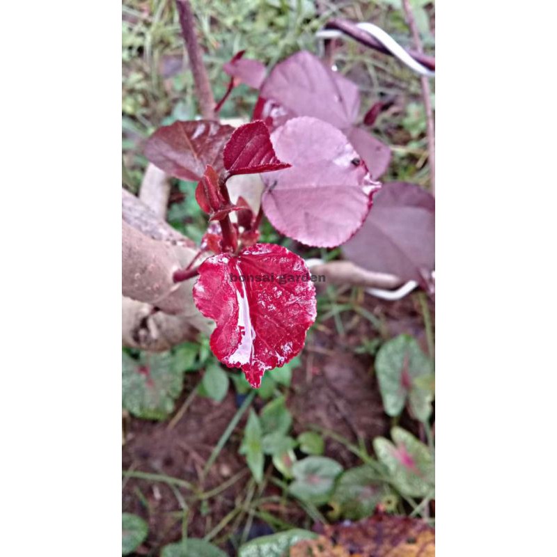 Jual waru merah super red original bahan bibit bonsai berkualitas ...