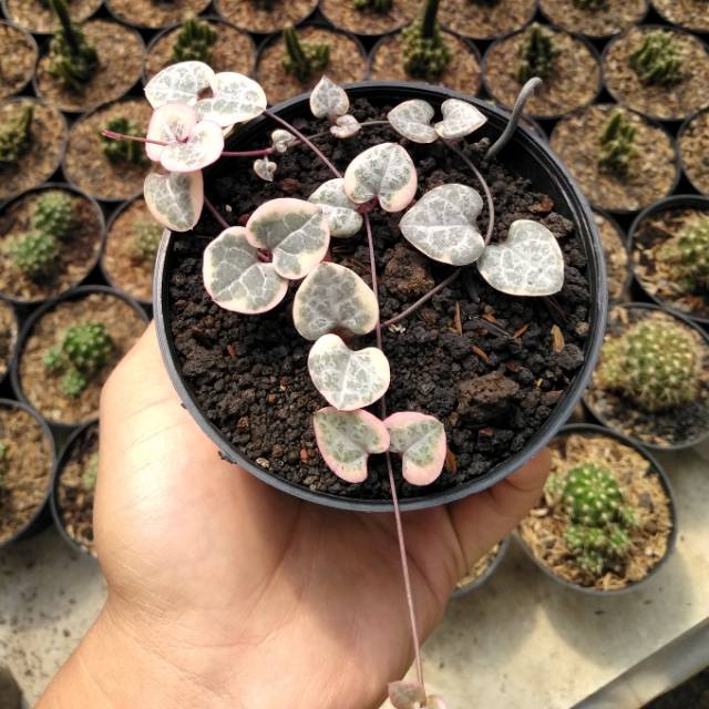 Jual string of heart | Shopee Indonesia