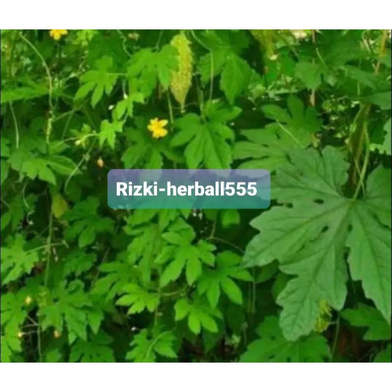 Jual daun pare hutan segar per 500 gram | Shopee Indonesia