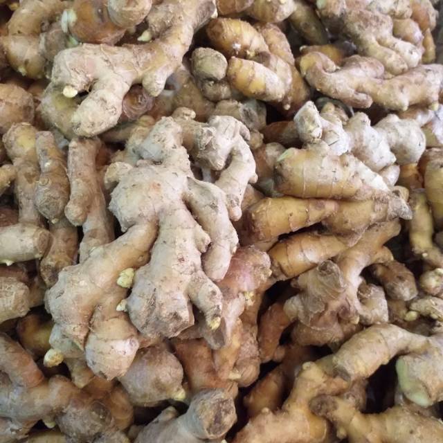 Jual jahe gajah | jahe jumbo | jahe putih | jahe besar| jahe bumbu ... Jual jahe gajah | jahe jumbo | jahe putih | jahe besar| jahe bumbu ...