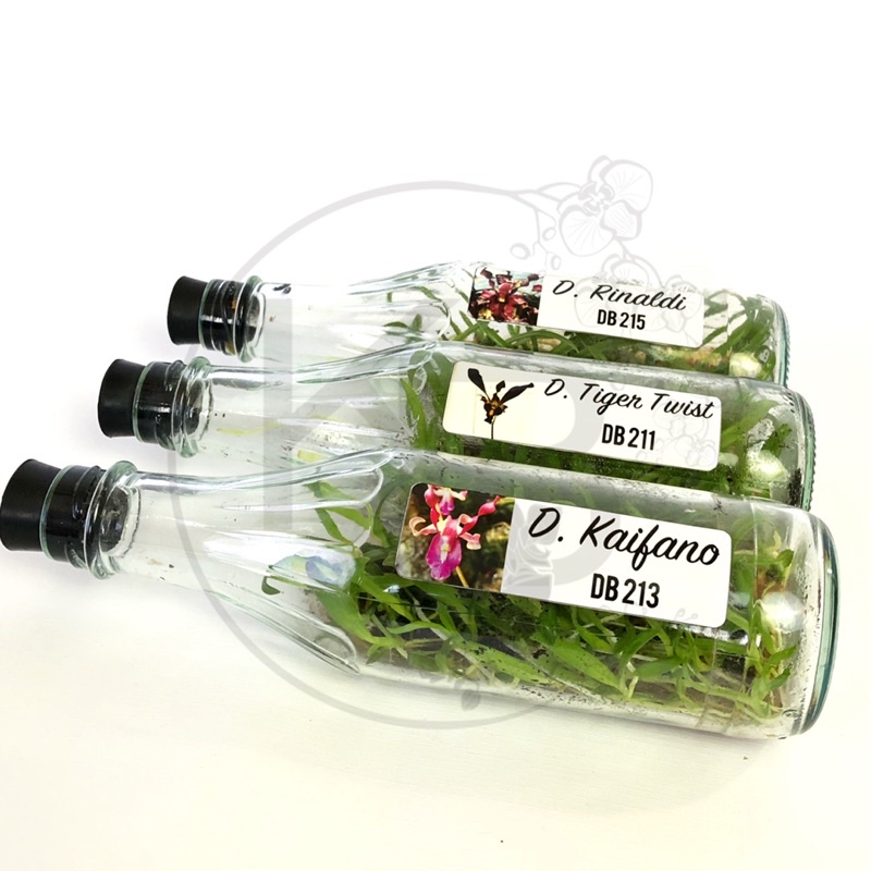 Jual ANGGREK DENDRO KERITING BOTOLAN | ANGGREK DENDRO DALAM BOTOL ...
