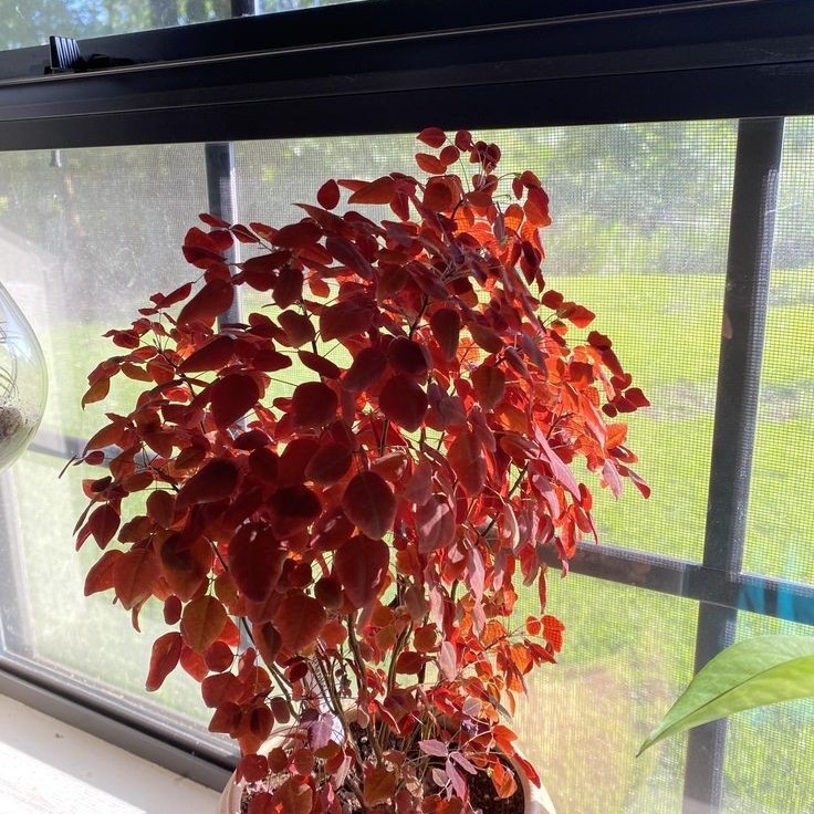 Jual Tanaman Hias Fire Fern | Oxalis Hedysaroides | Shopee Indonesia