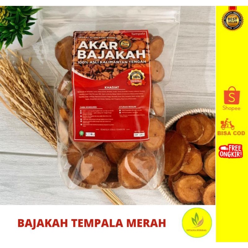 Jual AKAR BAJAKAH TEMPALA MERAH 500gr/100% BAJAKAH ASLI KALIMANTAN ...