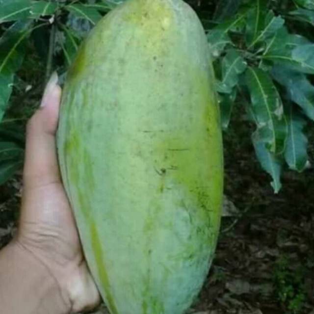 Jual Tanaman mangga mahatir buah besar | Shopee Indonesia