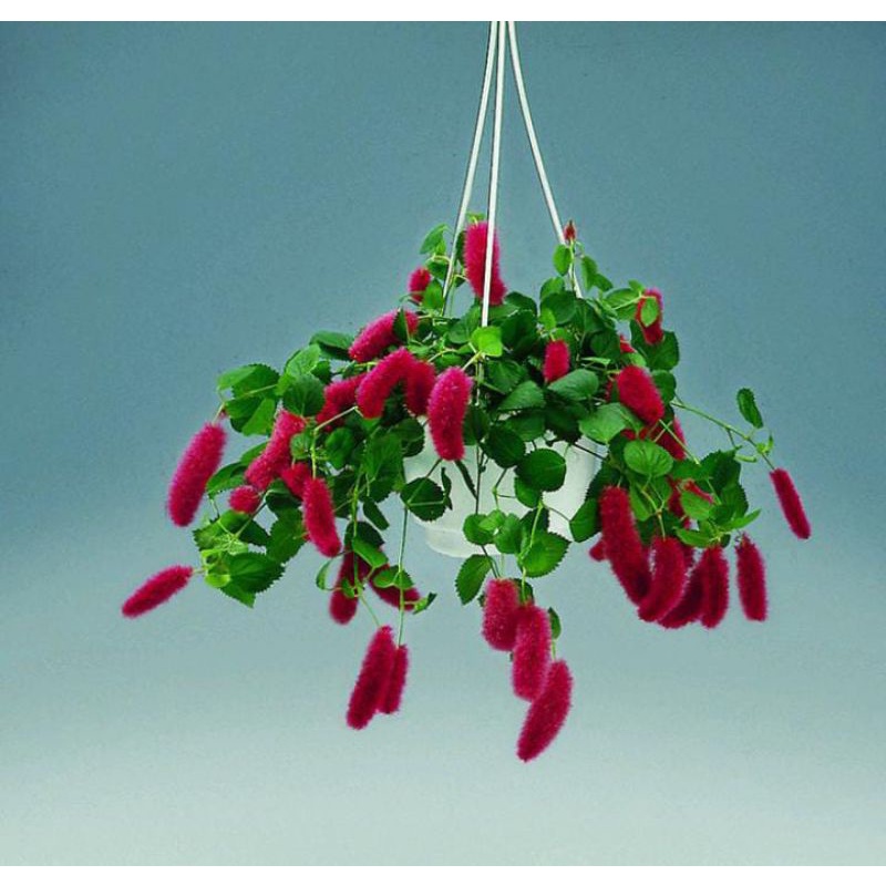 Jual tanaman ekor kucing bunga gantung/acalypha indica/acalypha hispida ...