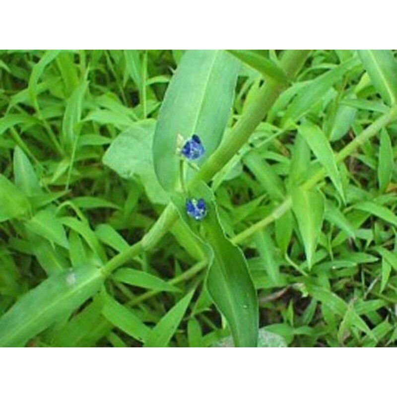 Jual Rumput gewor fres segar 500gram | Shopee Indonesia