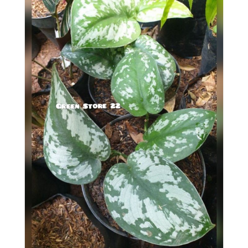 Jual Sirih Gading Silver Keren Banget | Shopee Indonesia