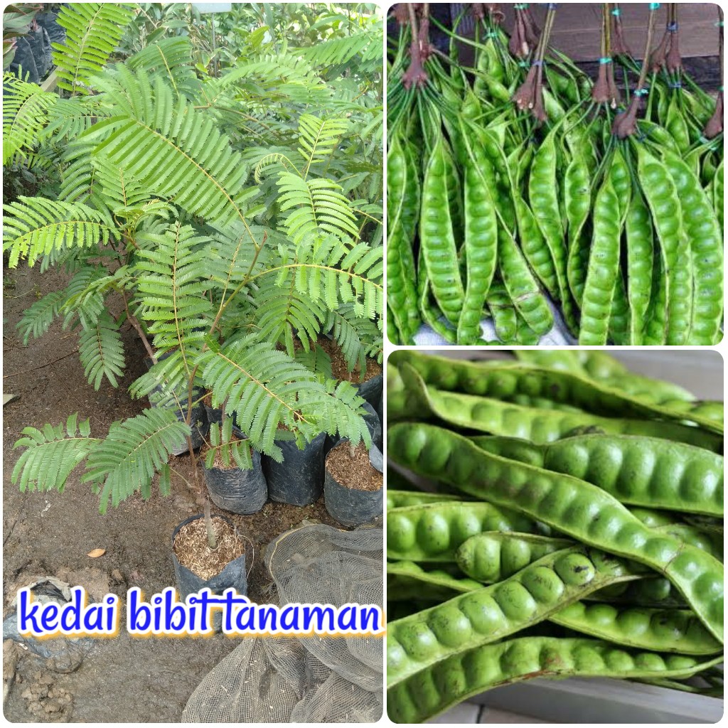 Jual bibit pohon petai atau pete | Shopee Indonesia