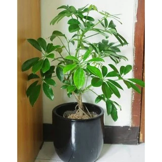 Jual Tanaman Walisongo Terlengkap & Harga Terbaru Oktober 2025 | Shopee ...